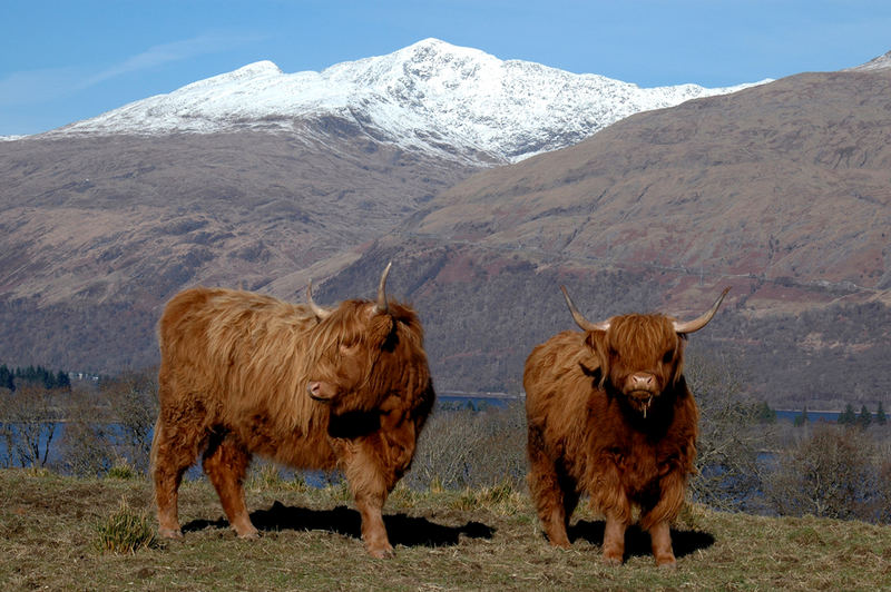 two highlander Foto & Bild | europe, united kingdom & ireland, scotland ...