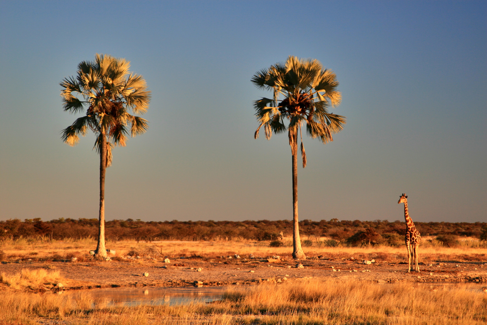Two palm trees and a giraffe Foto & Bild | sunset, world ...
