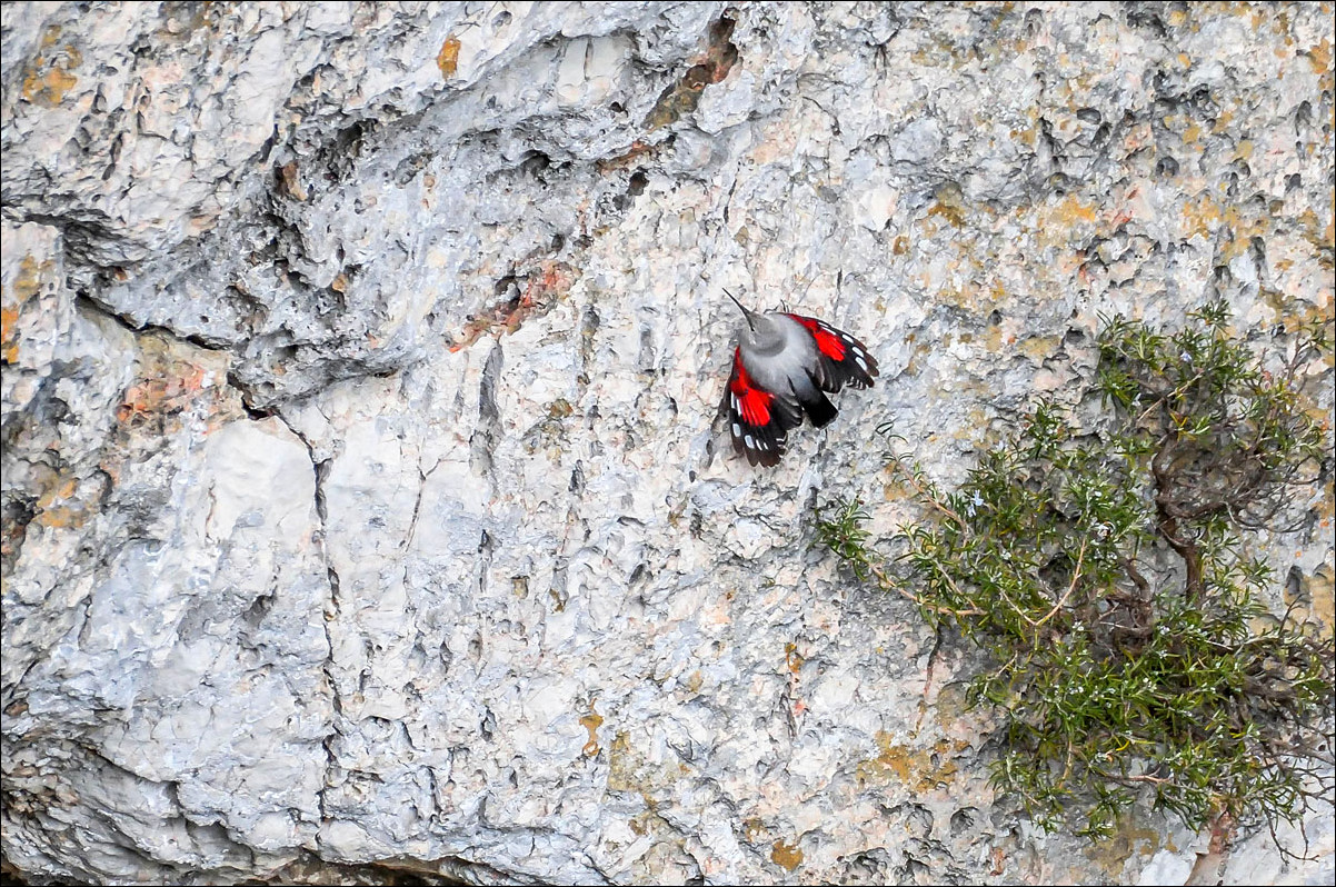 Tychodrome échelette photo et image | animaux, animaux sauvages ...