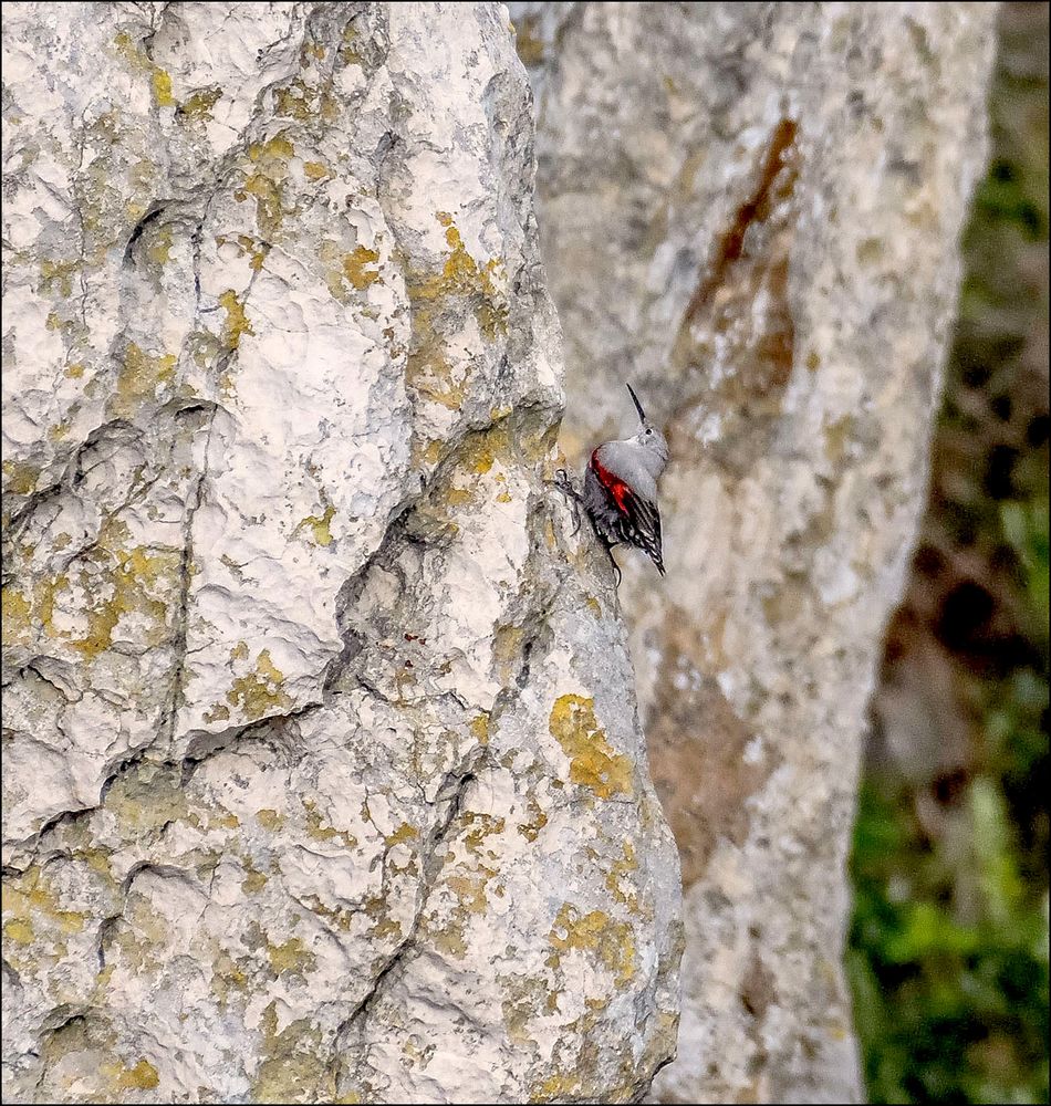 Tychodrome échelette photo et image | nature, animaux, oiseaux Images ...