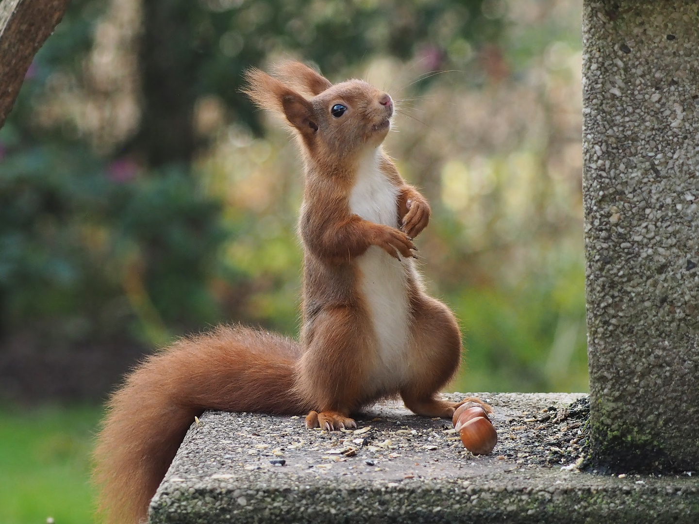 Typisch - die "dicken Dinger"..... Foto & Bild | tiere, wildlife ...