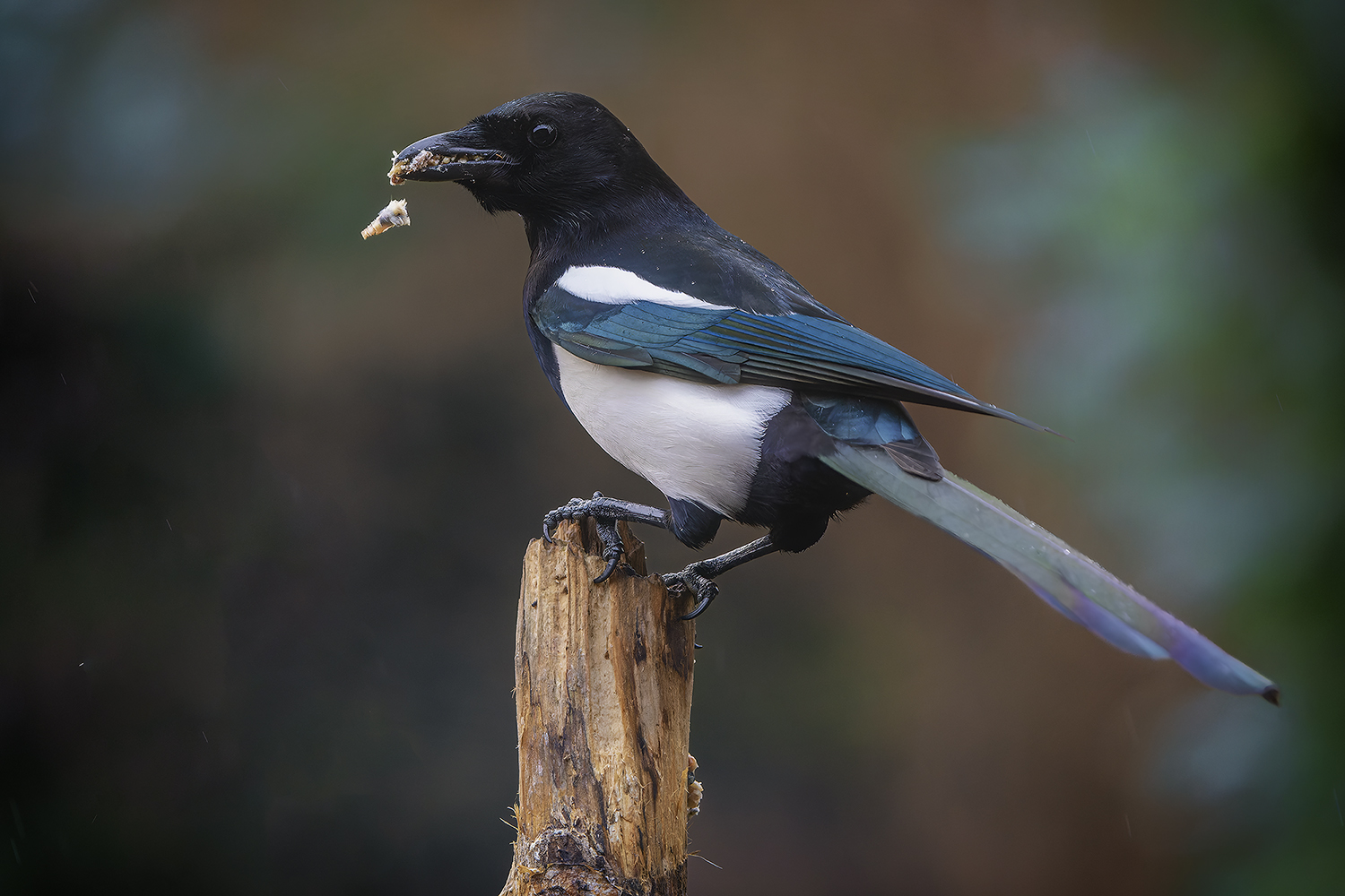 Typisch Elster.... Foto & Bild | nature, world, winter Bilder auf ...