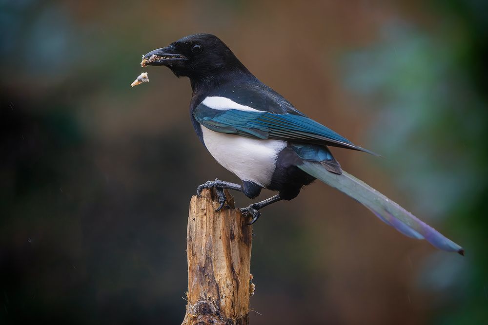 Typisch Elster.... Foto & Bild | nature, world, winter Bilder auf ...