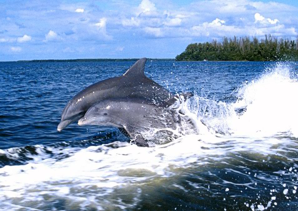 Typisch Florida.... Foto & Bild | north america, united states, florida ...