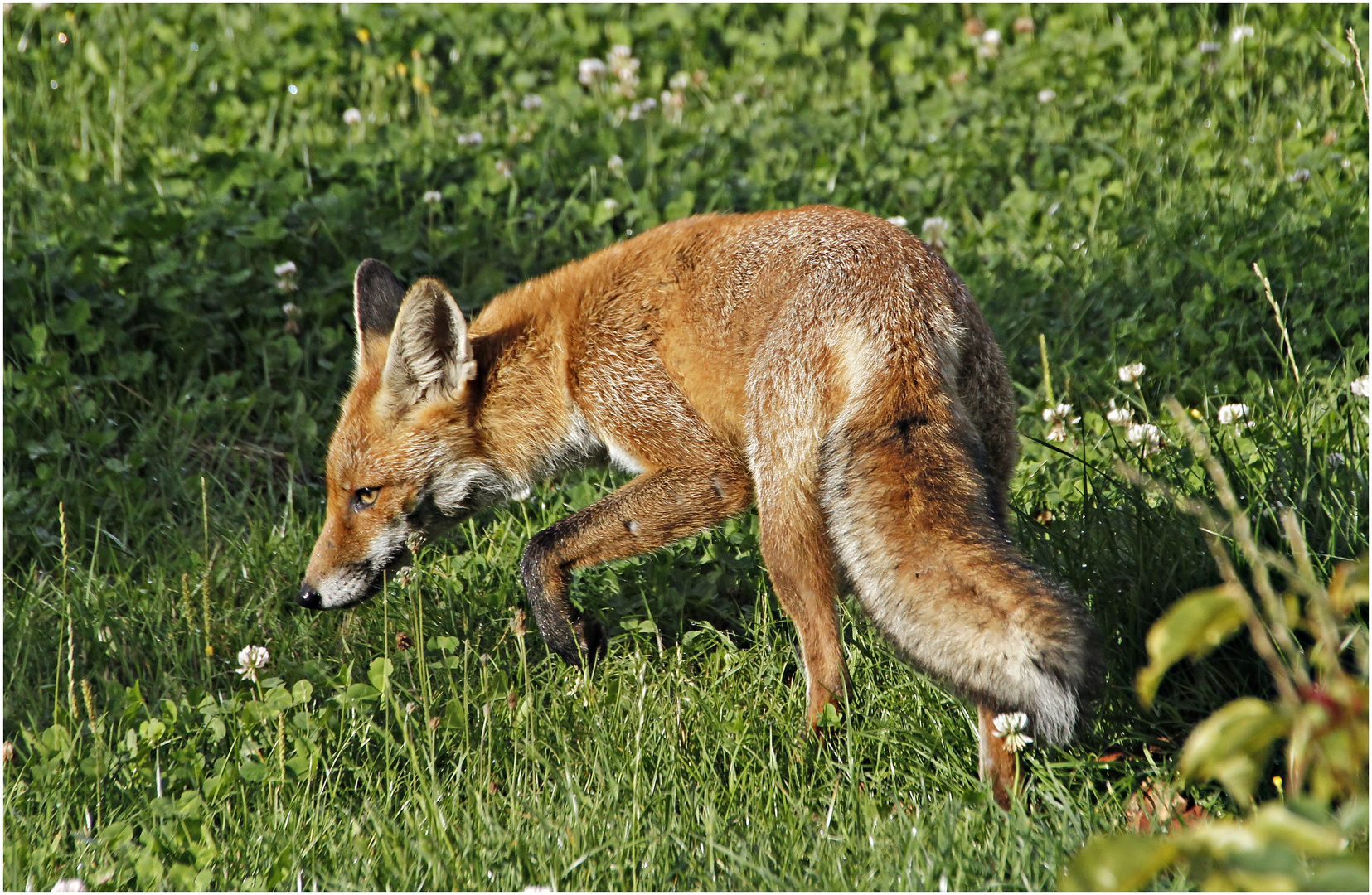 typisch Fuchs Foto & Bild | tiere, wildlife, säugetiere Bilder auf ...