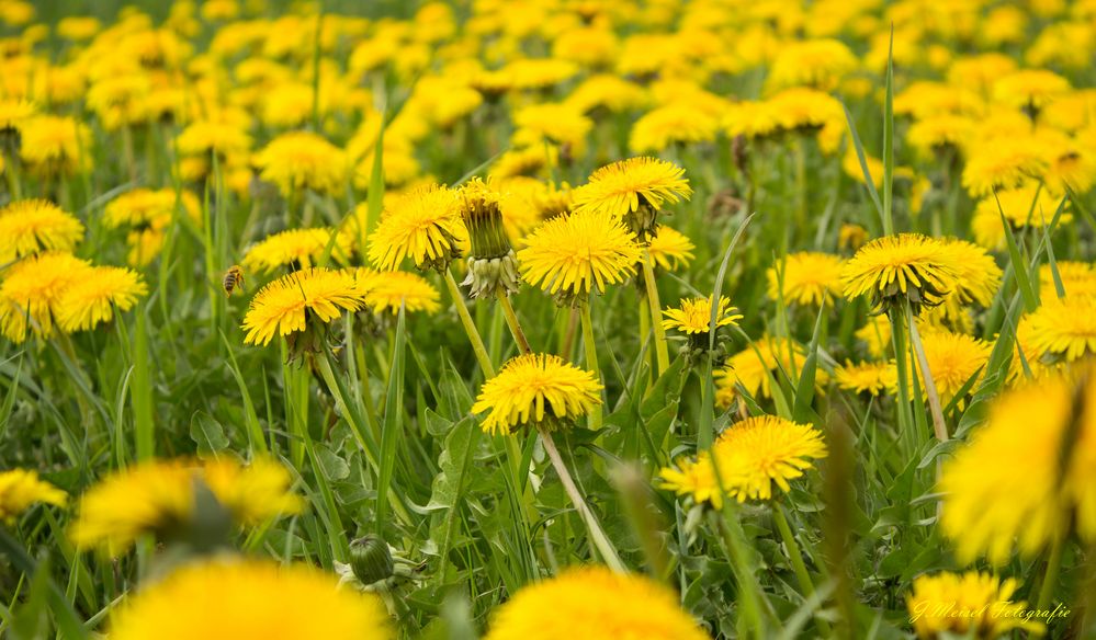 Typisch Mai Foto & Bild | jahreszeiten, frühling, natur Bilder auf ...