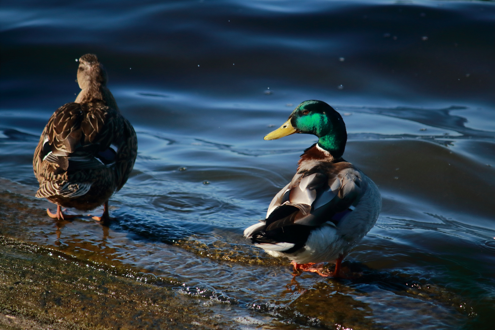 Typisch Mann Foto & Bild | natur, tiere, enten Bilder auf fotocommunity
