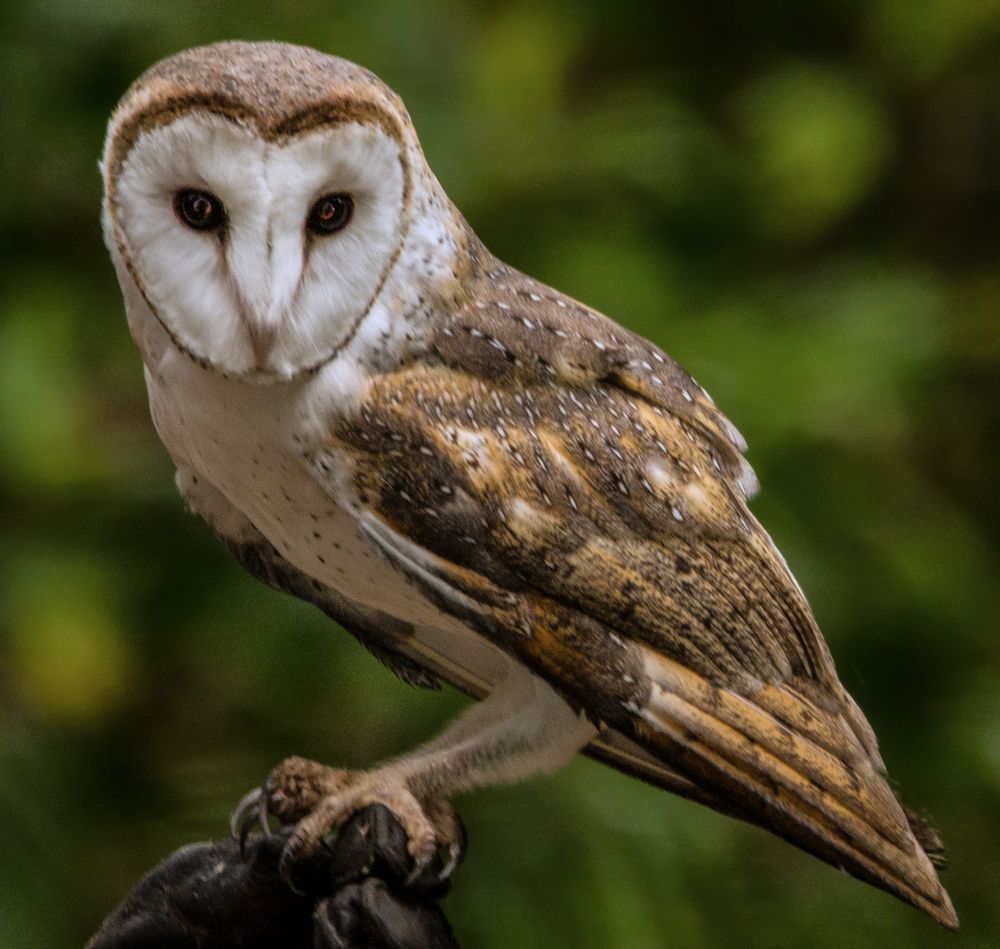 Tyto alba / Barn Owl Foto & Bild | australia, eule, tiere Bilder auf fotocommunity