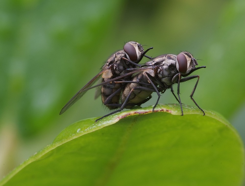 Tze tze tze... Foto & Bild | tiere, wildlife, insekten Bilder auf ...