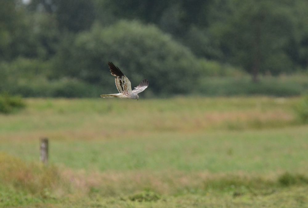 Über den Wiesen Foto & Bild | tiere, wildlife, wild lebende vögel ...