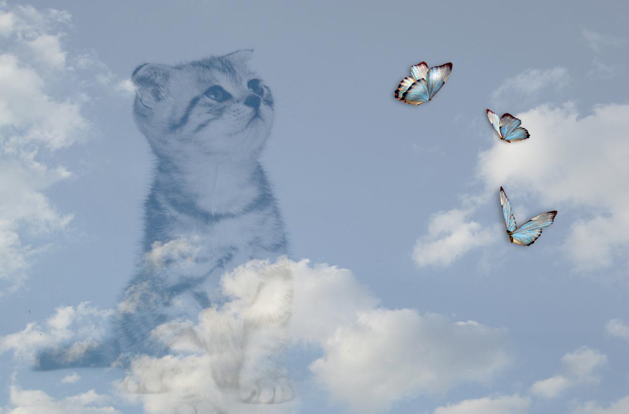 Über den Wolken.. Foto & Bild | fotomontage, composing , wolken Bilder auf fotocommunity