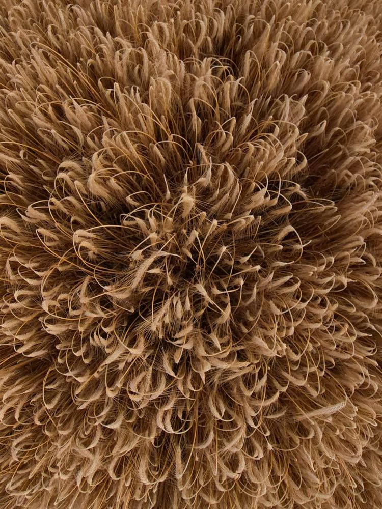 Über der Gerste Foto & Bild | getreide, weitwinkel, gerste Bilder auf ...