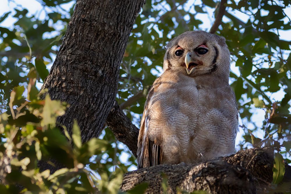 Über die Begegnung mit dem Milchuhu... Foto & Bild | nature, natur ...
