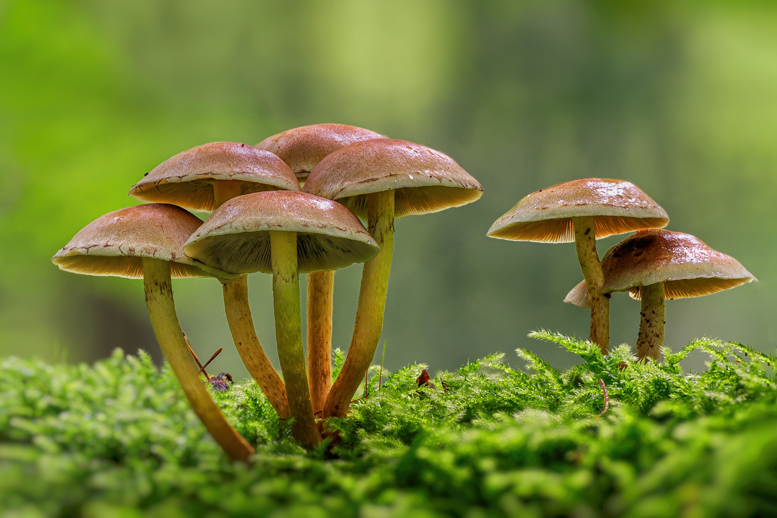 Überall Pilze Foto & Bild | wald, natur, pilze Bilder auf fotocommunity