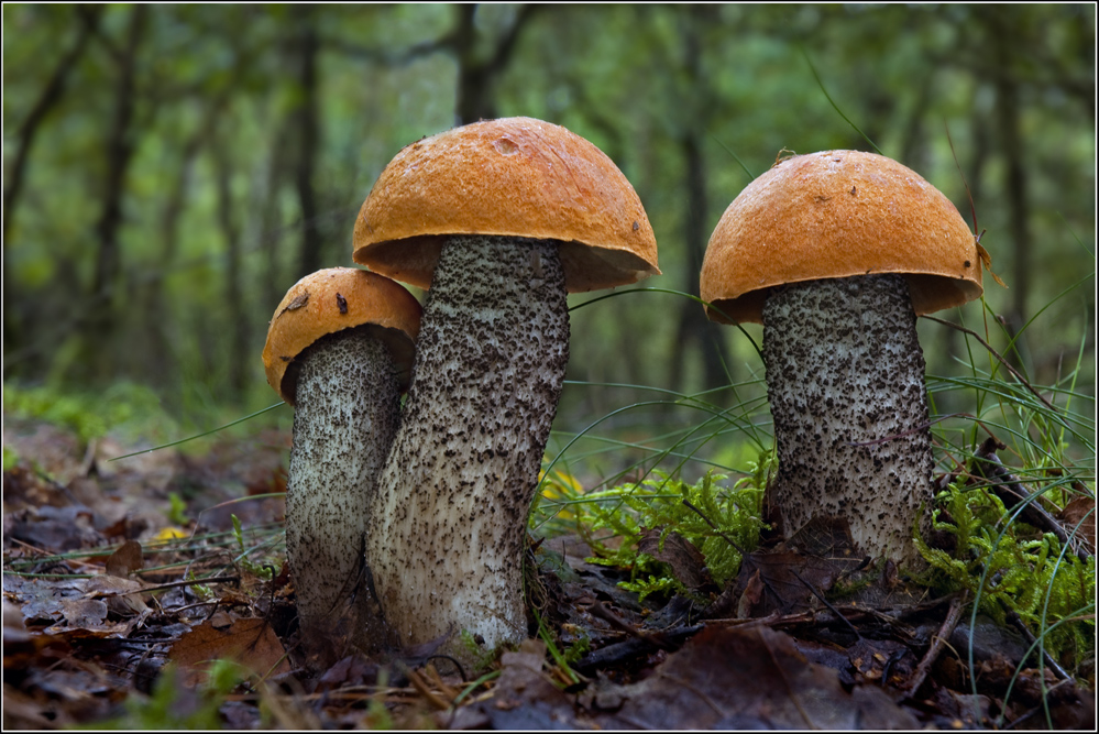 Überall Rotkappen.... Foto & Bild | pflanzen, pilze & flechten, pilze ...