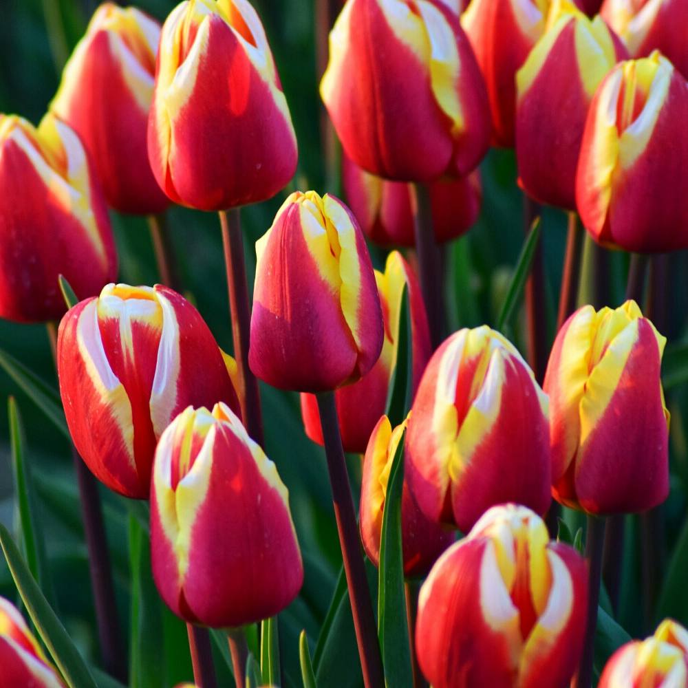 Überall Tulpen Foto & Bild | tulpen, natur, blumen Bilder auf fotocommunity