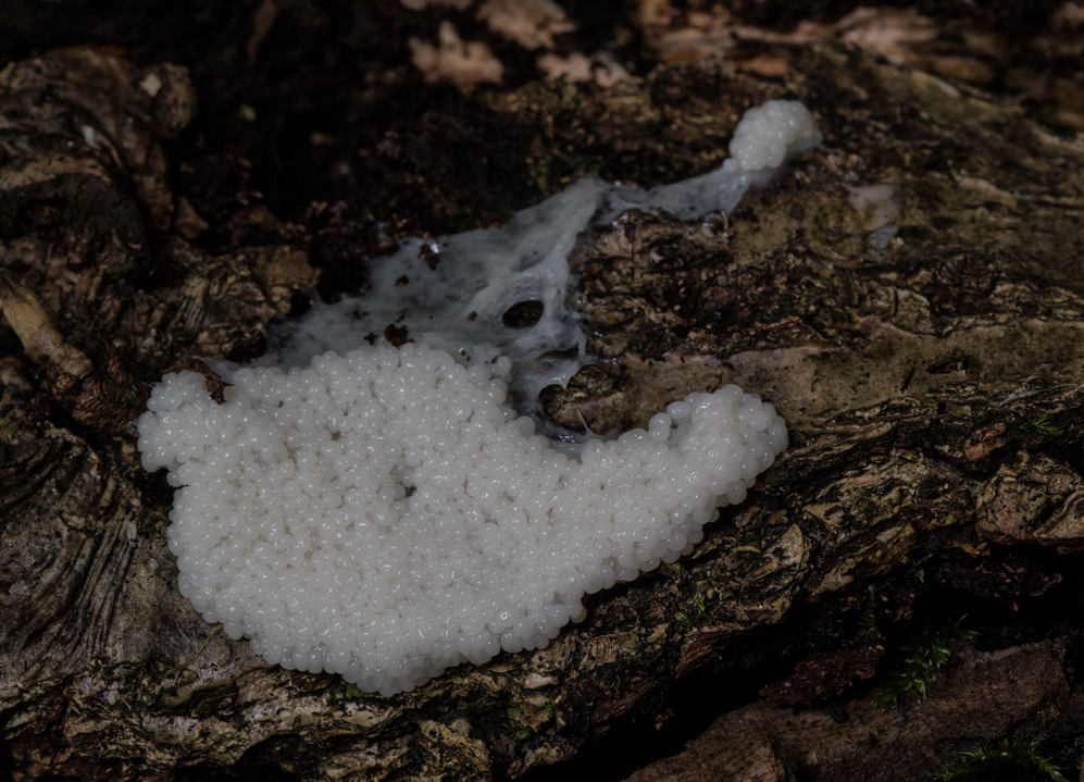 Überblick Foto & Bild | pilze Bilder auf fotocommunity