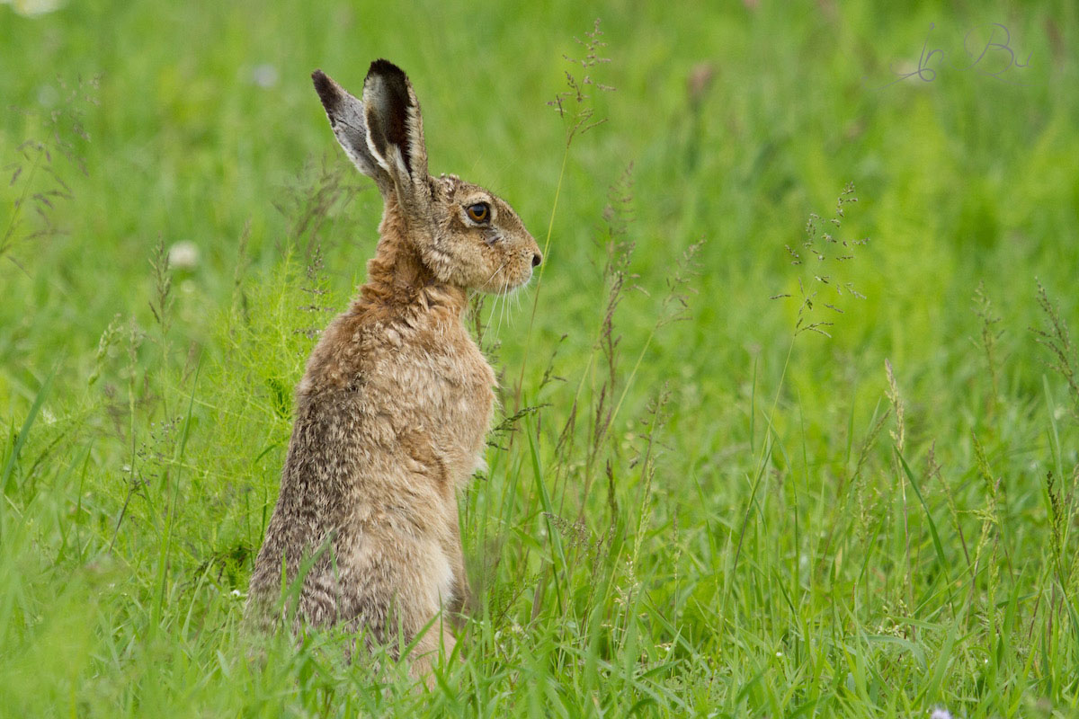 Überblick verschaffen Foto & Bild | tiere, wildlife, säugetiere Bilder ...