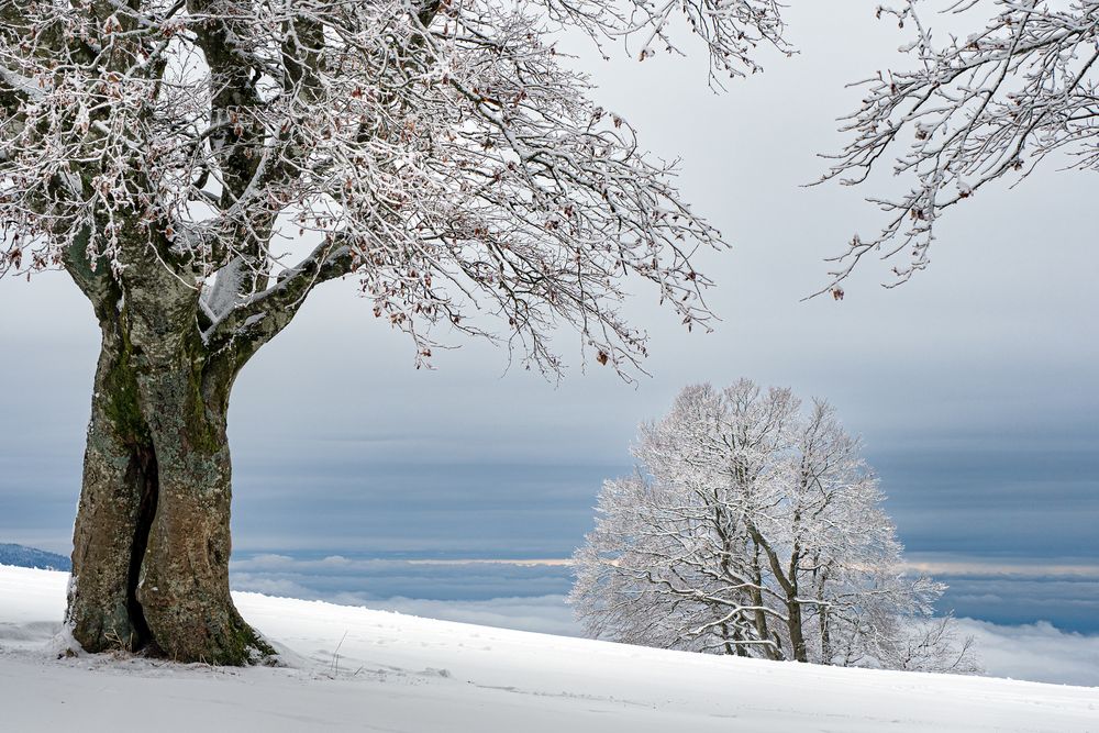 Überm Nebelmeer Foto & Bild | landschaft, jahreszeiten, winter Bilder auf fotocommunity