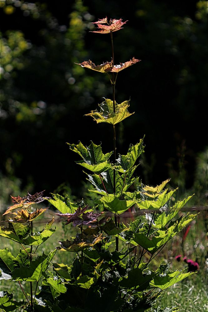 übersehene Schönheit Foto & Bild | pflanzen, pilze & flechten, blätter ...