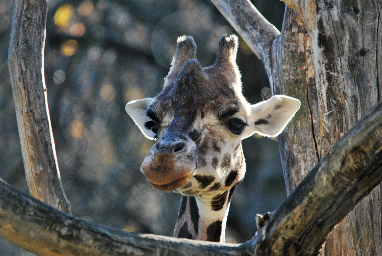 Übersicht Foto & Bild | tiere, zoo, wildpark & falknerei, säugetiere ...