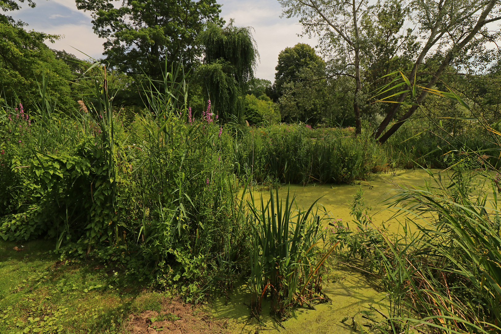 Üppiges Ufer Foto & Bild | landschaften, sommer, wasser Bilder auf ...
