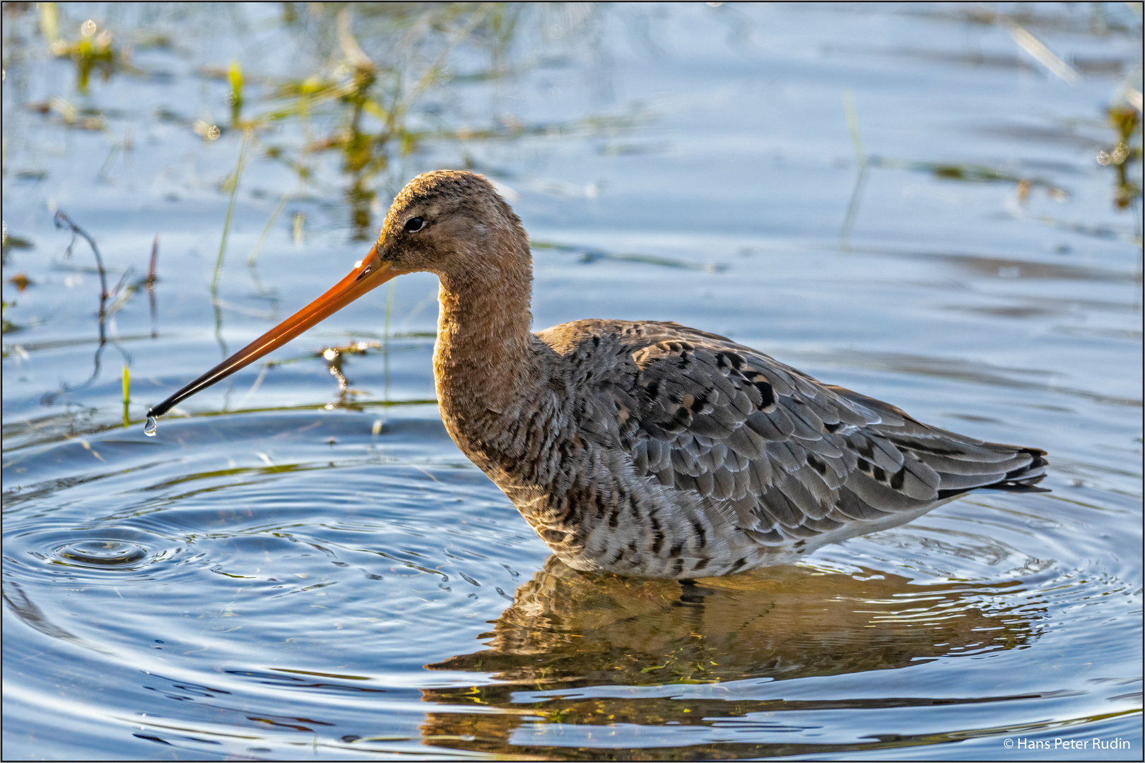 Uferschnepfe Foto & Bild | tiere, wildlife, wild lebende vögel Bilder ...