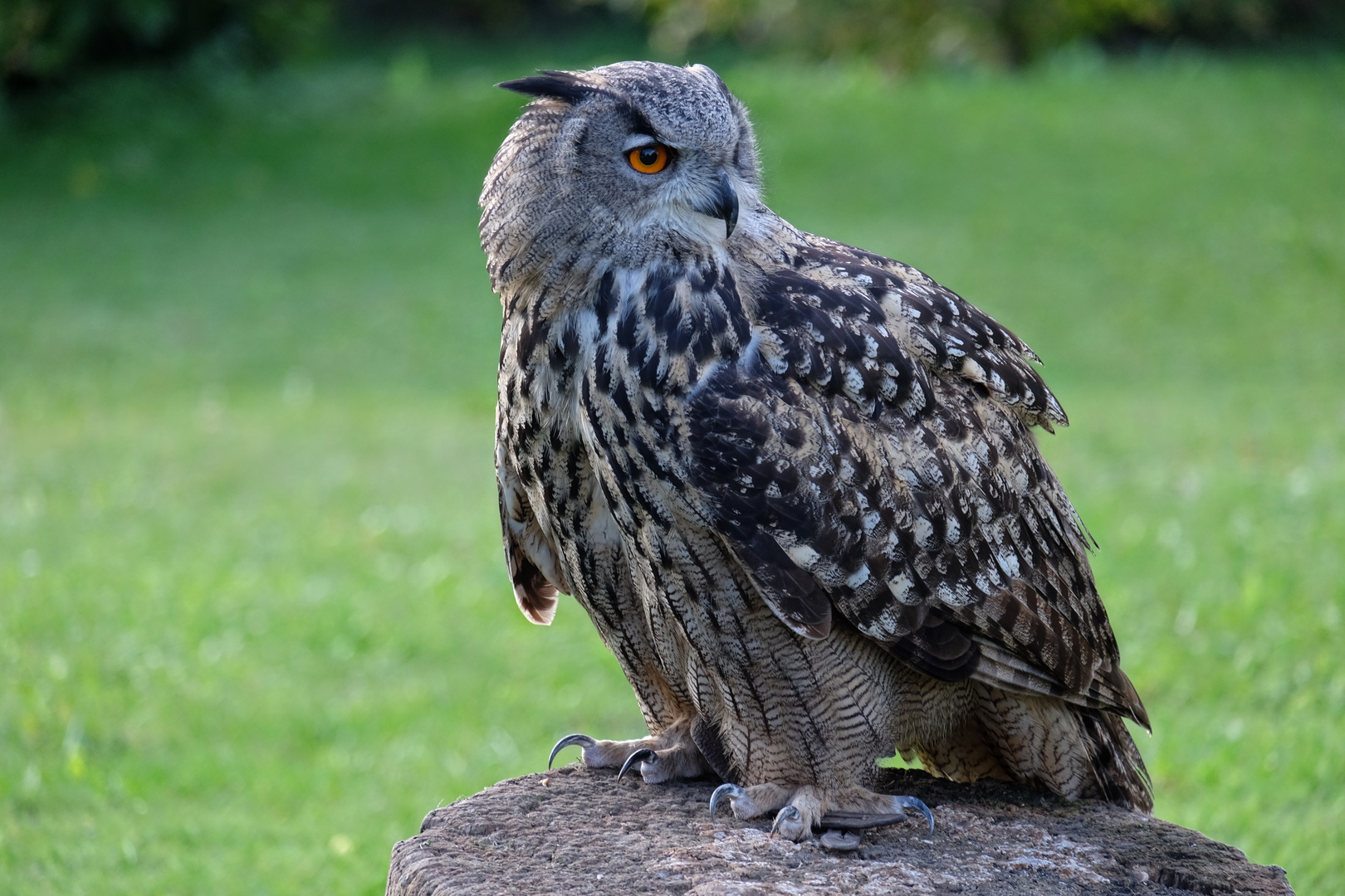 Uhu Foto & Bild | natur, tiere, vögel Bilder auf fotocommunity