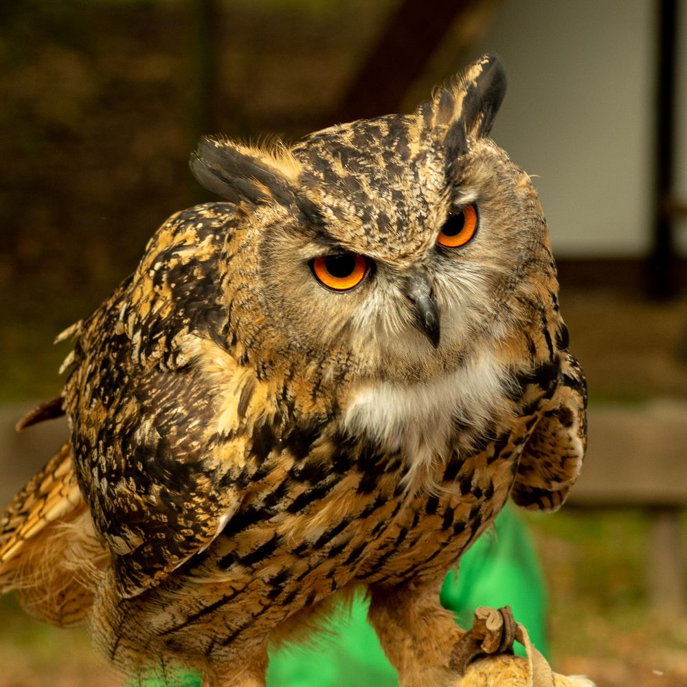 Uhu Foto & Bild | tiere, zoo, wildpark & falknerei, vögel Bilder auf ...
