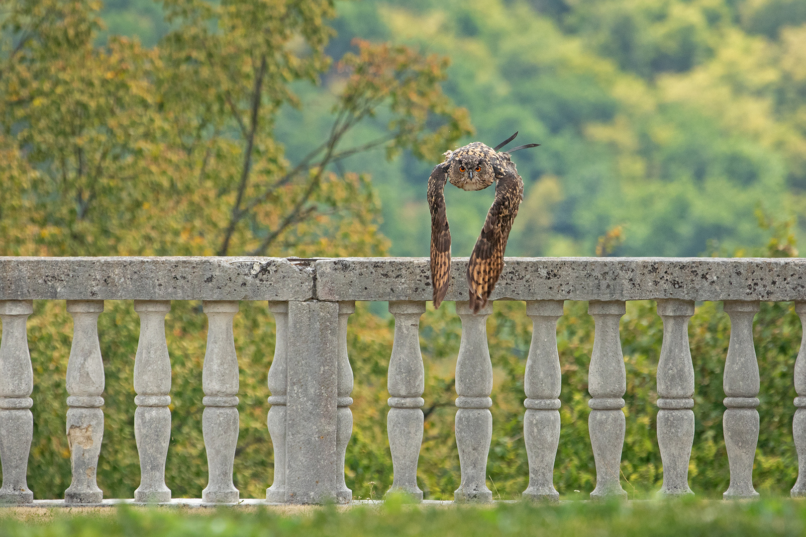 Uhu Foto & Bild | tiere, zoo, wildpark & falknerei, vögel Bilder auf ...