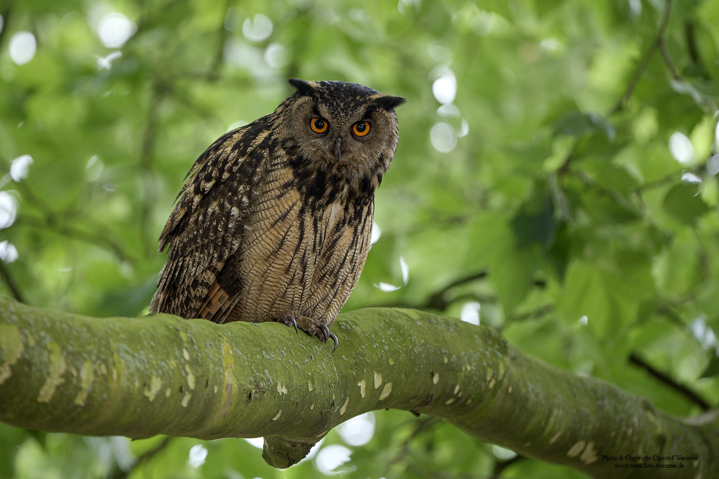 Uhu Foto & Bild | tiere, wildlife, wild lebende vögel Bilder auf ...