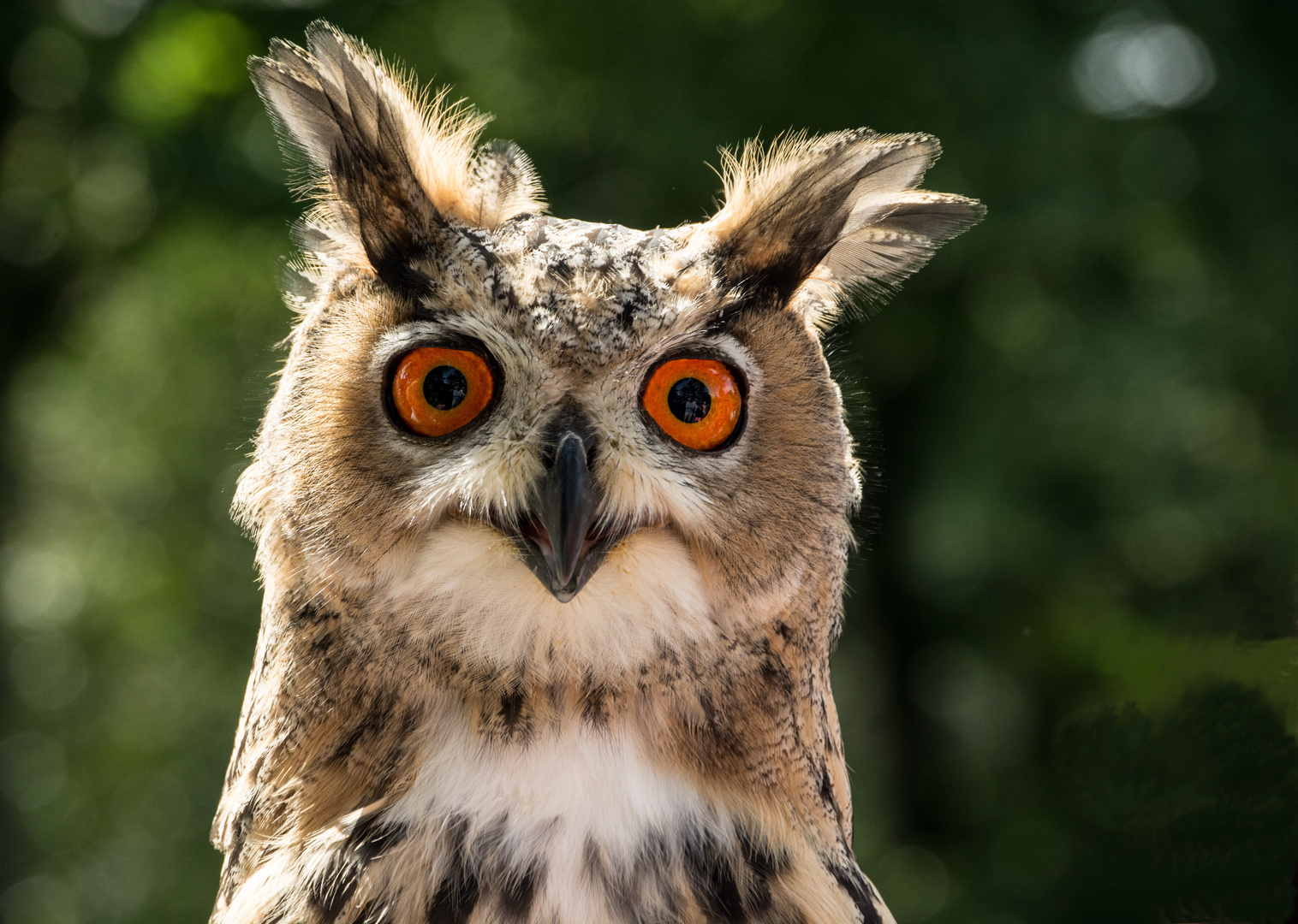 Uhu Foto & Bild | natur, portrait, tiere Bilder auf fotocommunity