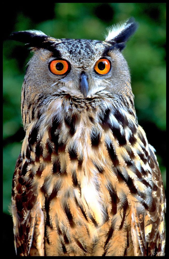 - Uhu - Foto & Bild | tiere, zoo, wildpark & falknerei, vögel Bilder ...