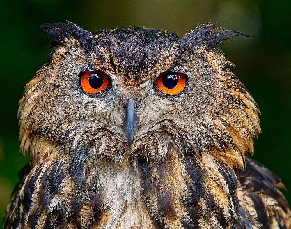 UHU - Bubo Bubo Foto & Bild | tiere, wildlife, wild lebende vögel ...