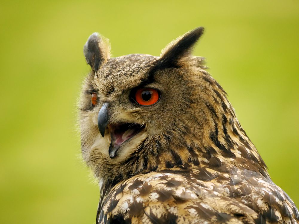 Uhu Foto & Bild | natur, eule, zoo Bilder auf fotocommunity