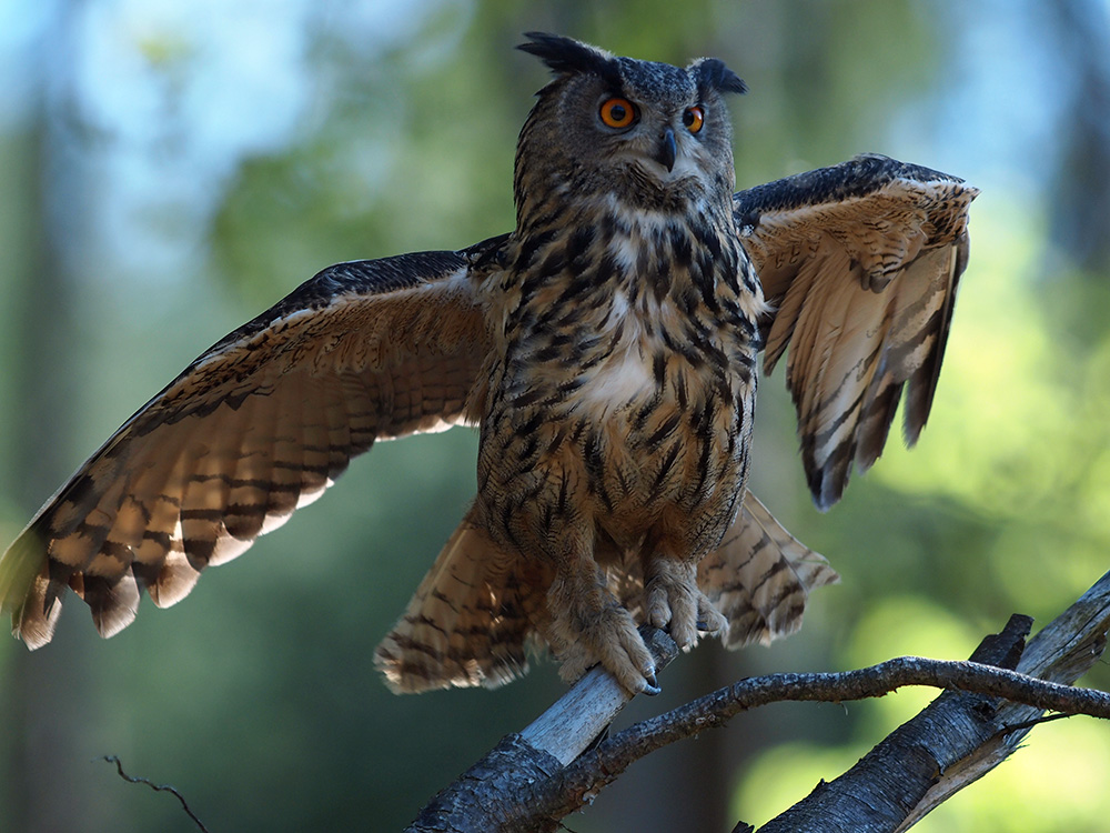 Uhu Foto & Bild | tiere, zoo, wildpark & falknerei, vögel Bilder auf ...