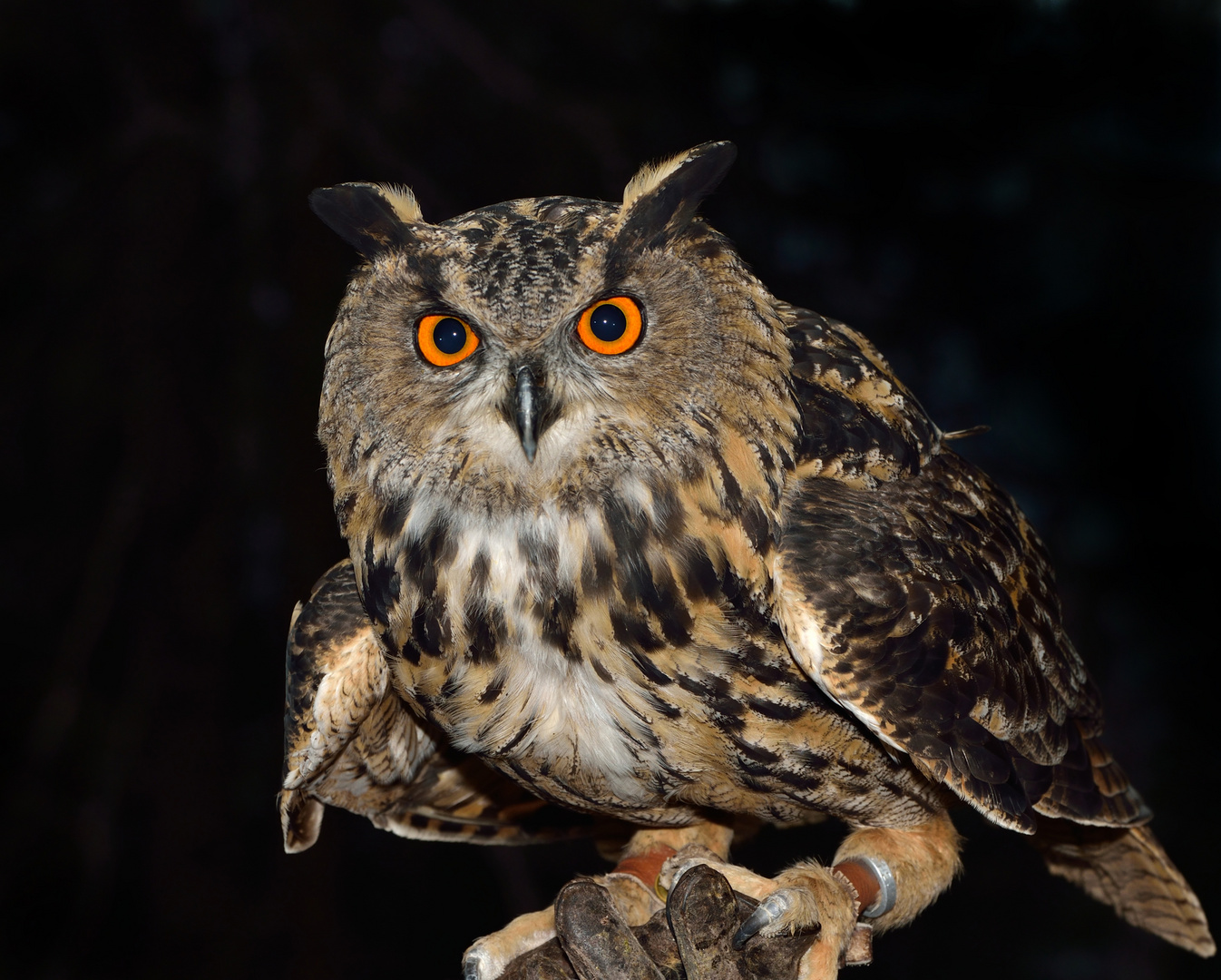 Uhu Foto & Bild | tiere, zoo, wildpark & falknerei, vögel Bilder auf ...