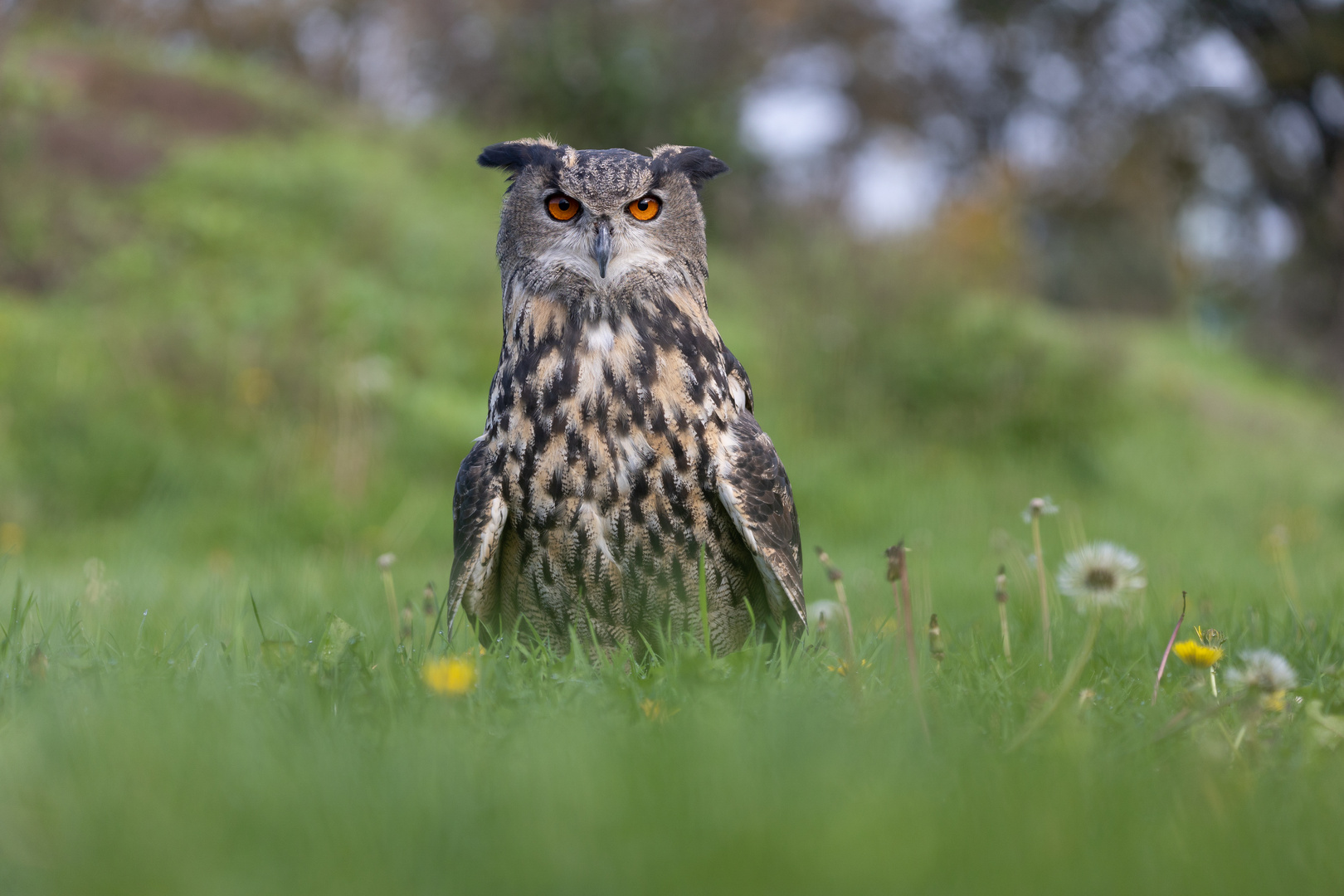 Uhu im Gras Foto & Bild | tiere, zoo, wildpark & falknerei, vögel ...