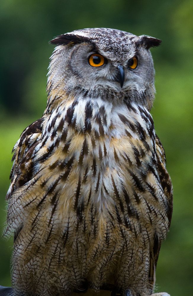 Uhu im Tierpark Hellabrunn Foto & Bild | tiere, zoo, wildpark ...