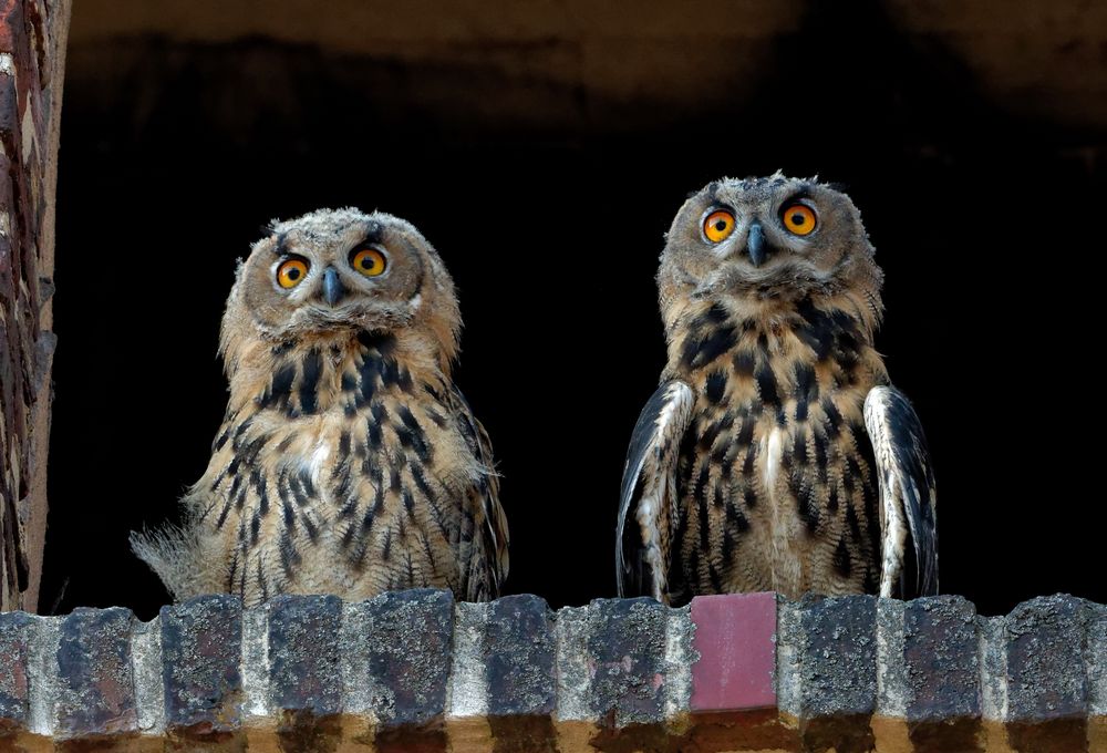 Uhu Junge Foto & Bild | greifvögel, natur, tiere Bilder auf fotocommunity