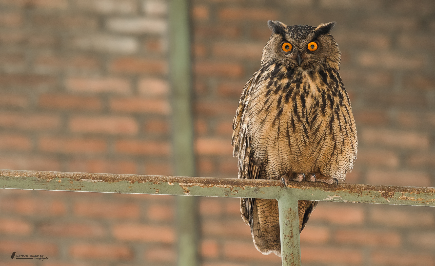 Uhu mit fokusierten Blick Foto & Bild | tiere, wildlife, wild lebende ...