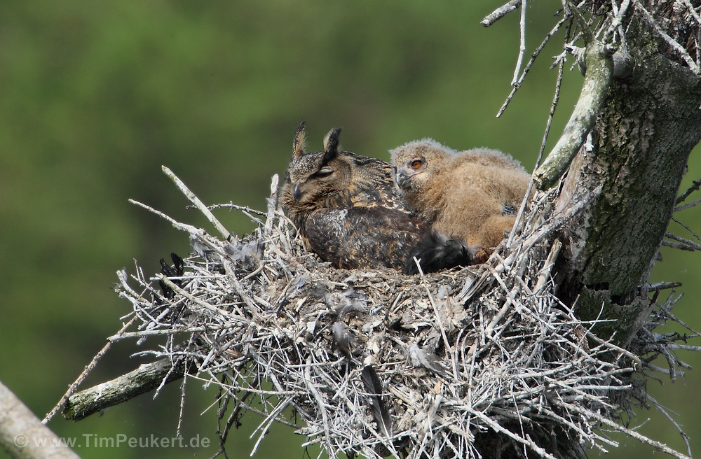 Uhu mit Nachwuchs Foto & Bild | tiere, wildlife, wild lebende vögel ...