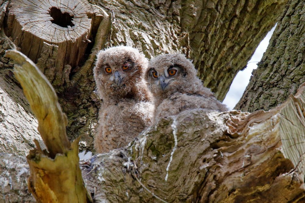Uhu-Nachwuchs Foto & Bild | natur, vogel, eule Bilder auf fotocommunity