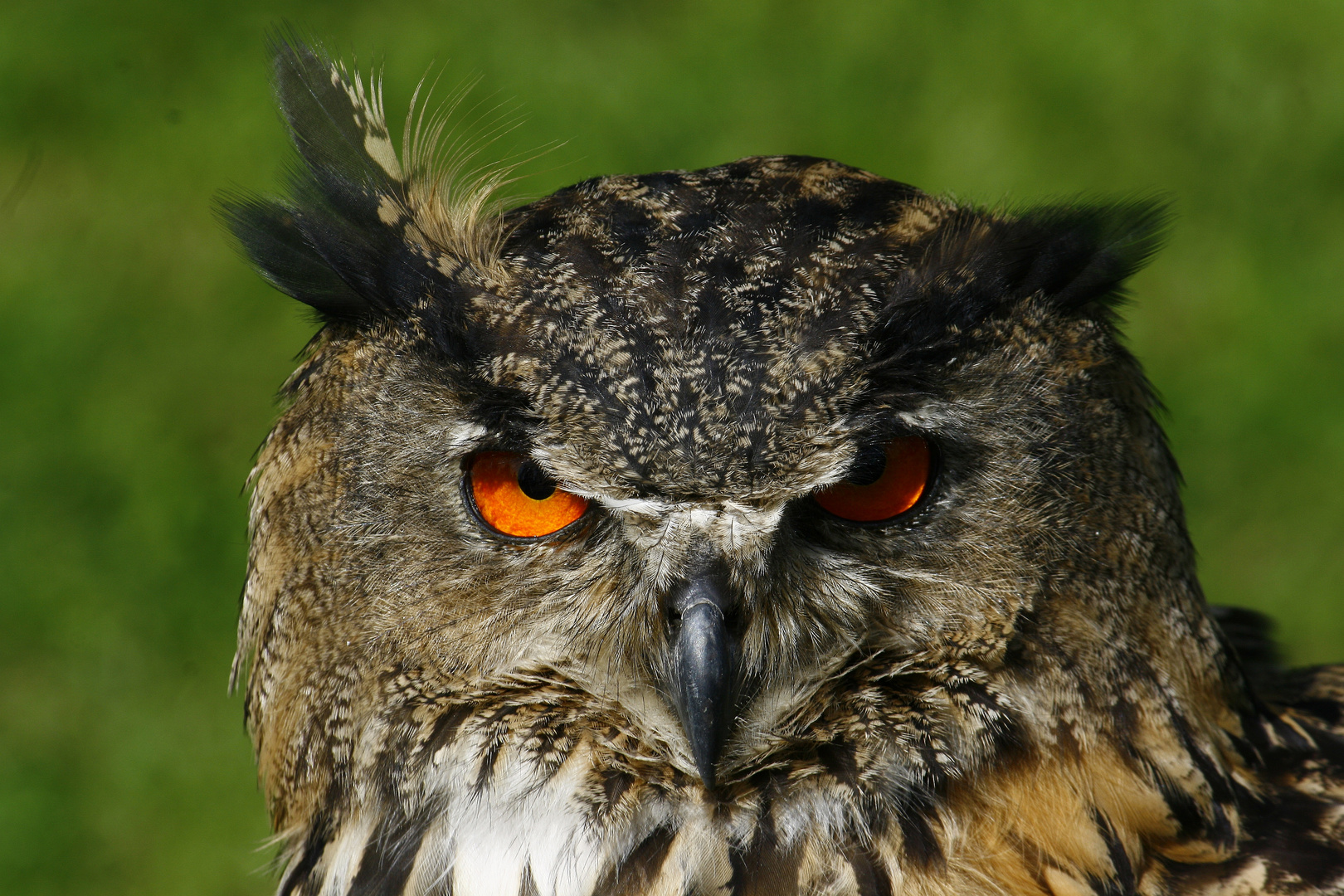 Uhu - Portrait Foto & Bild | tiere, zoo, wildpark & falknerei, vögel ...