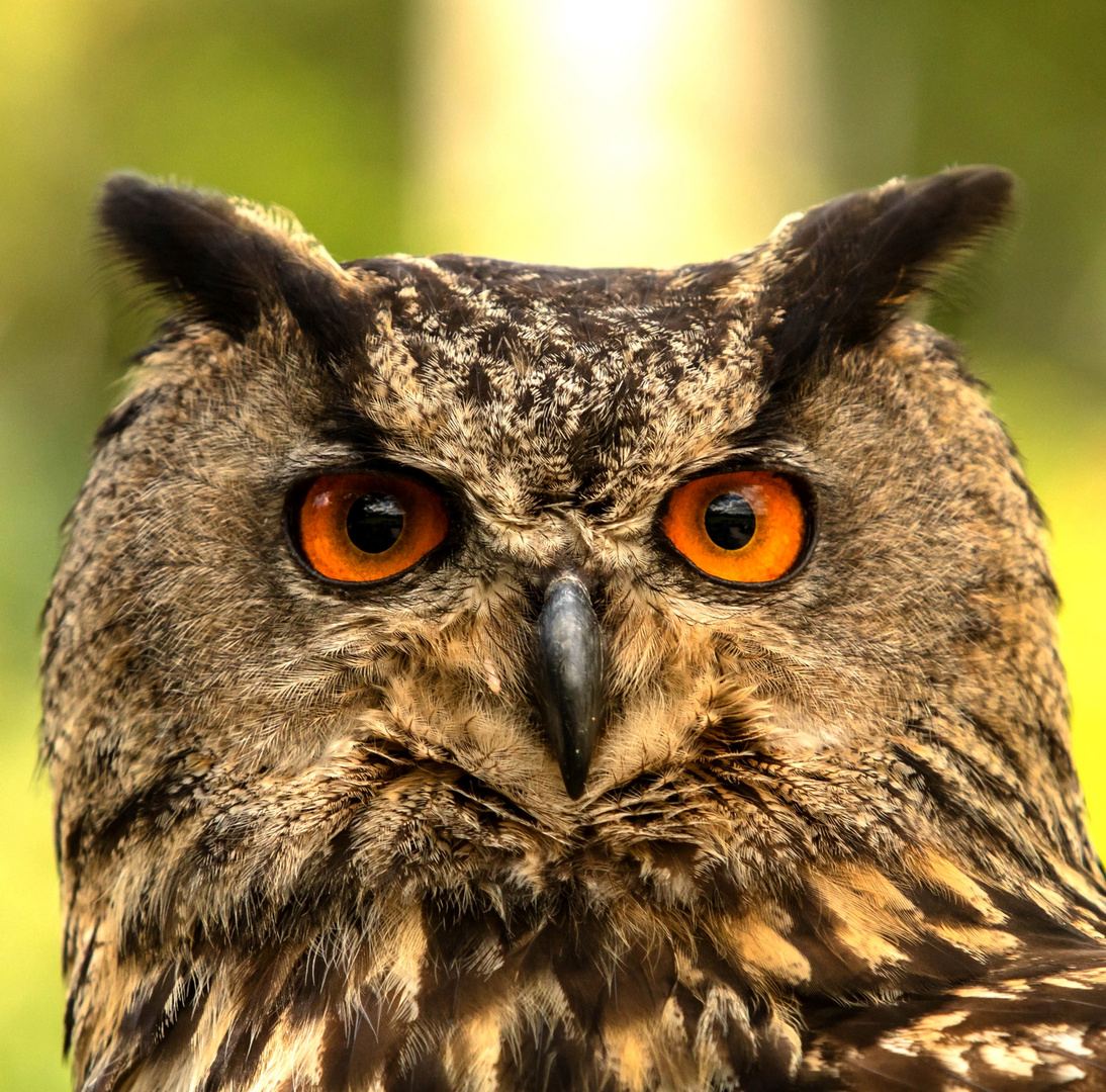 Uhu Portrait Foto & Bild | vogelwelt, tiere, vögel Bilder auf fotocommunity