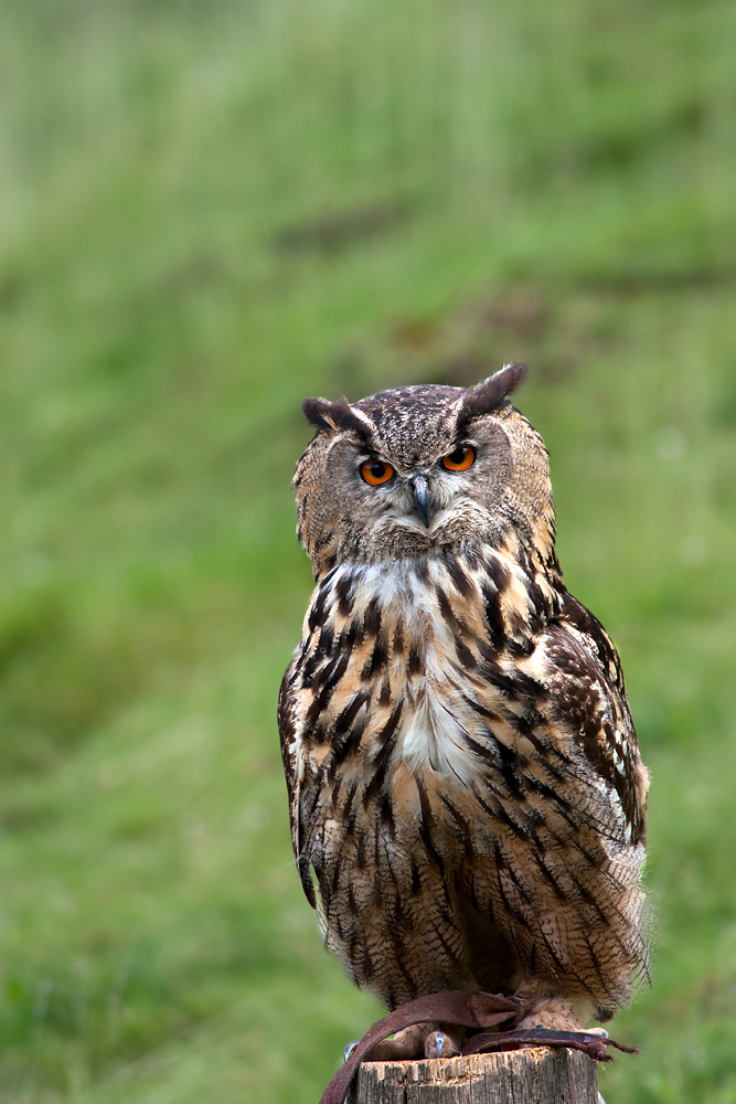 - Uhu Weibchen - Foto & Bild | tiere, zoo, wildpark & falknerei, vögel ...