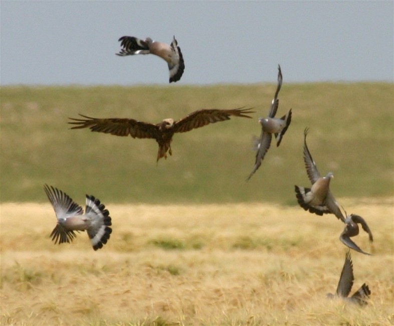 Uiih, wie gut, dass es nicht der Habi war! Foto & Bild | tiere ...