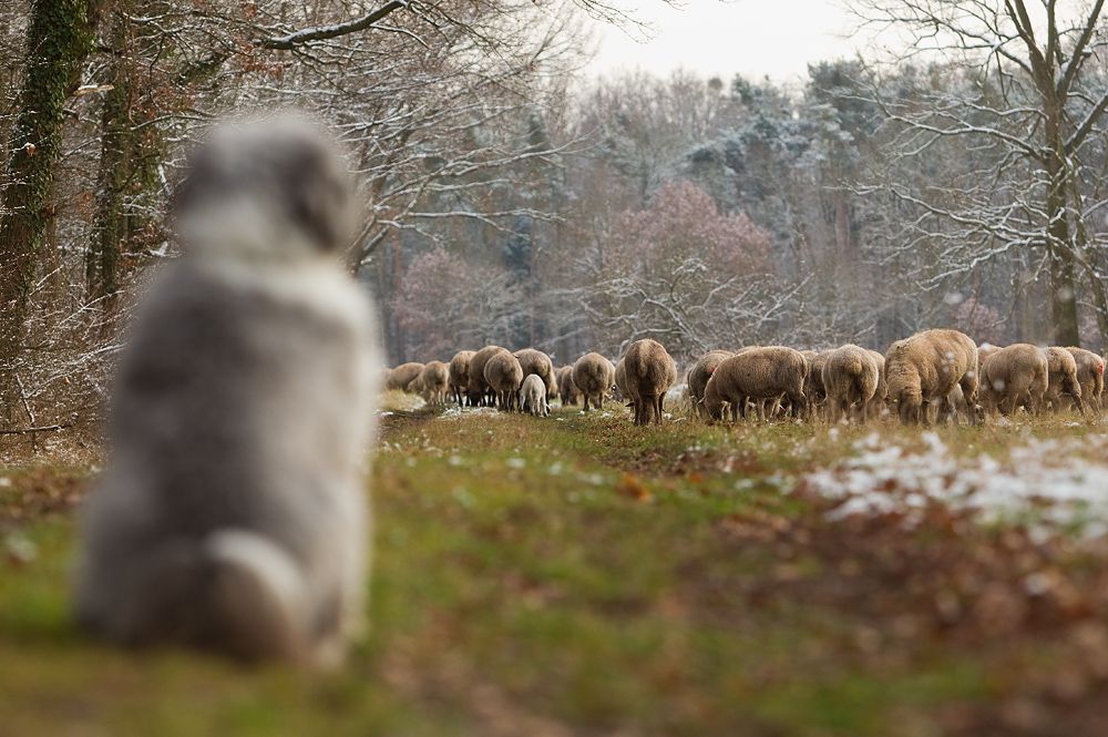 Uiiii, sind das aber viele! Foto & Bild | tiere, haustiere, hunde ...