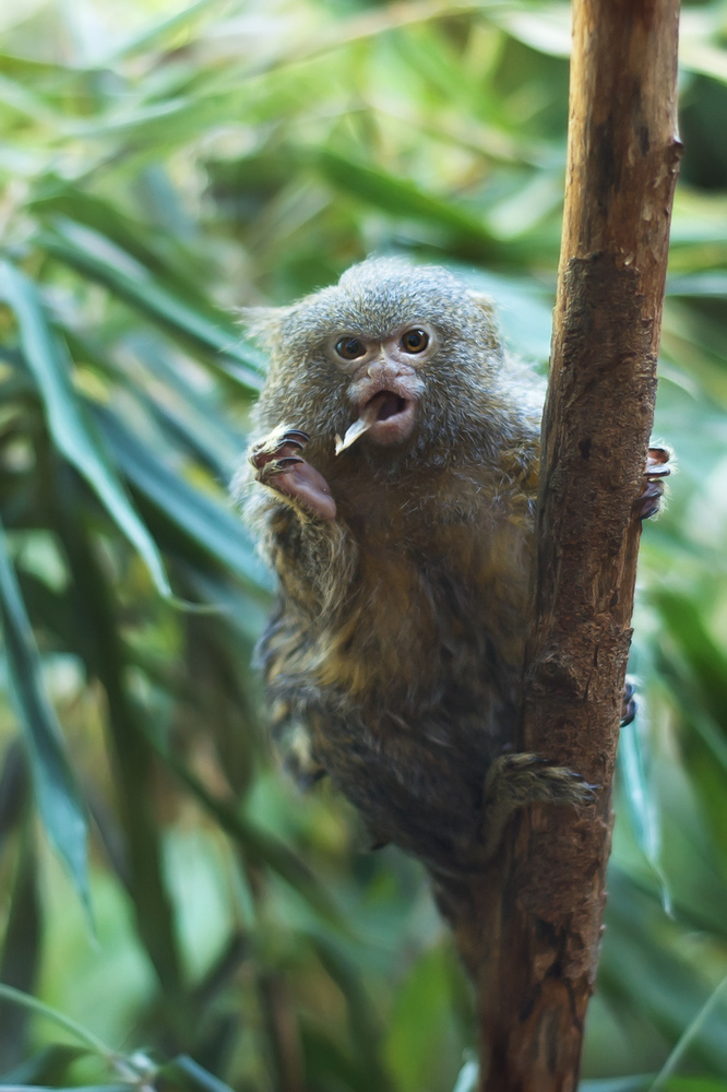 Uistiti pigmeo Foto % Immagini| animali, ritratti bestiali, natura Foto ...