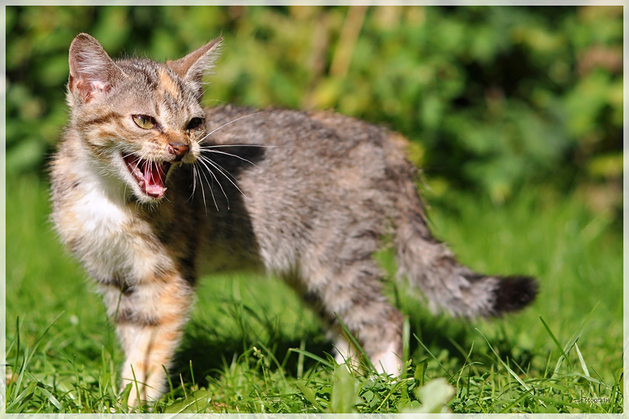 uiuiui ... aufgepasst ;-) Foto & Bild | tiere, haustiere, katzen Bilder ...